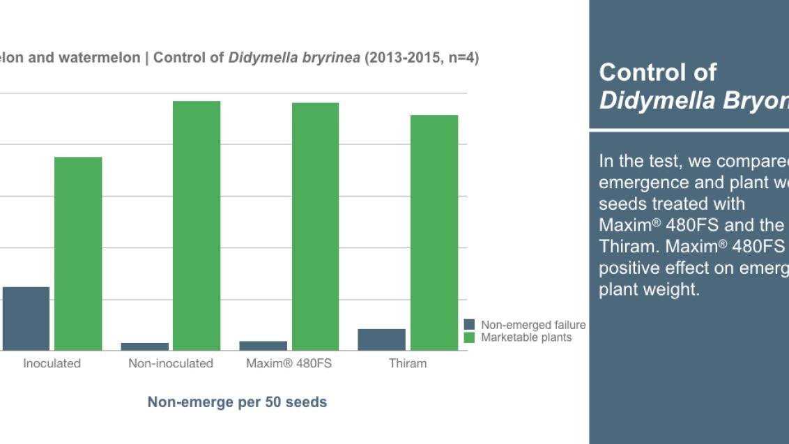 Trial results melon and watermelon | Syngenta Seedcare