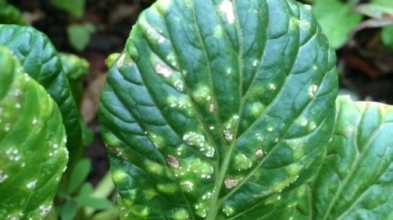 Enfermedades | Syngenta Seedcare