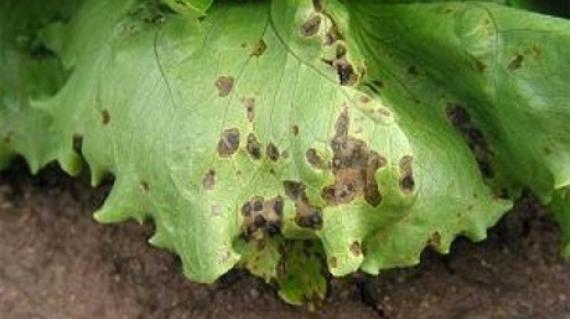 Diseases | Syngenta Seedcare